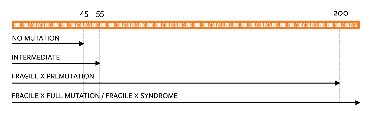 Fragile X Genetics & Inheritance